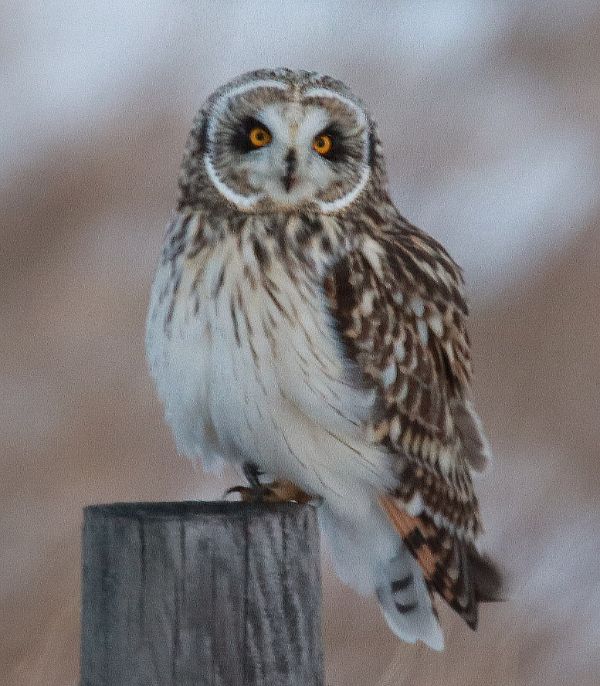 Join the Editor for Weekly Birding Highlights - Birding Wire | Birding Wire