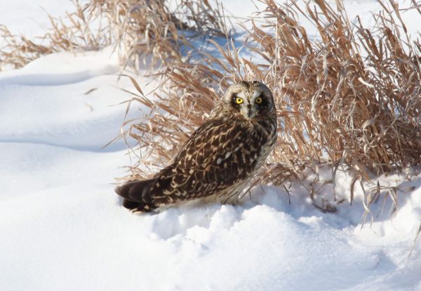 A Frigid January OWL Roller Coaster - Birding Wire | Birding Wire