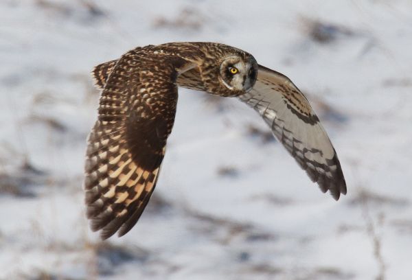 A Frigid January OWL Roller Coaster - Birding Wire | Birding Wire