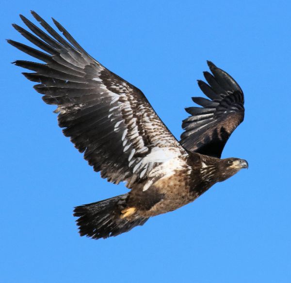 Young ‘Arizona’ Bald Eagles Migrate North - Birding Wire | Birding Wire