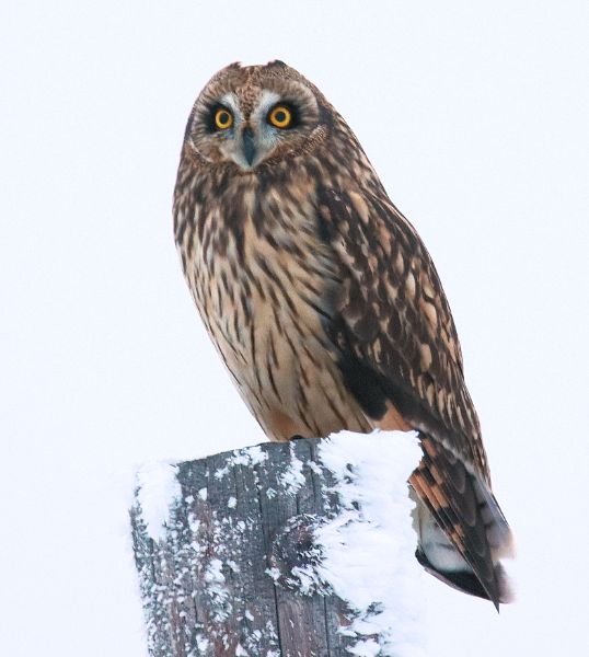 Join the Editor for Weekly Birding Highlights - Birding Wire | Birding Wire