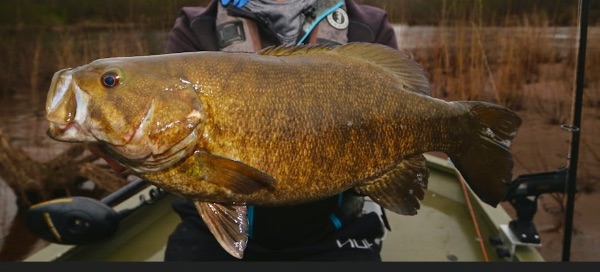 How Fish See — and How This Helps Us Catch Them - Water Wire | Water Wire