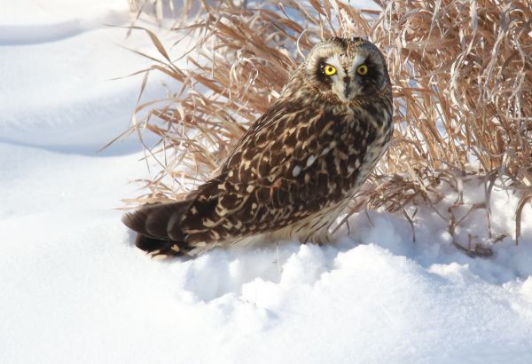 A Frigid January OWL Roller Coaster - Birding Wire | Birding Wire