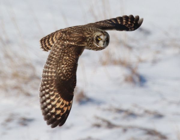 A Frigid January OWL Roller Coaster - Birding Wire | Birding Wire